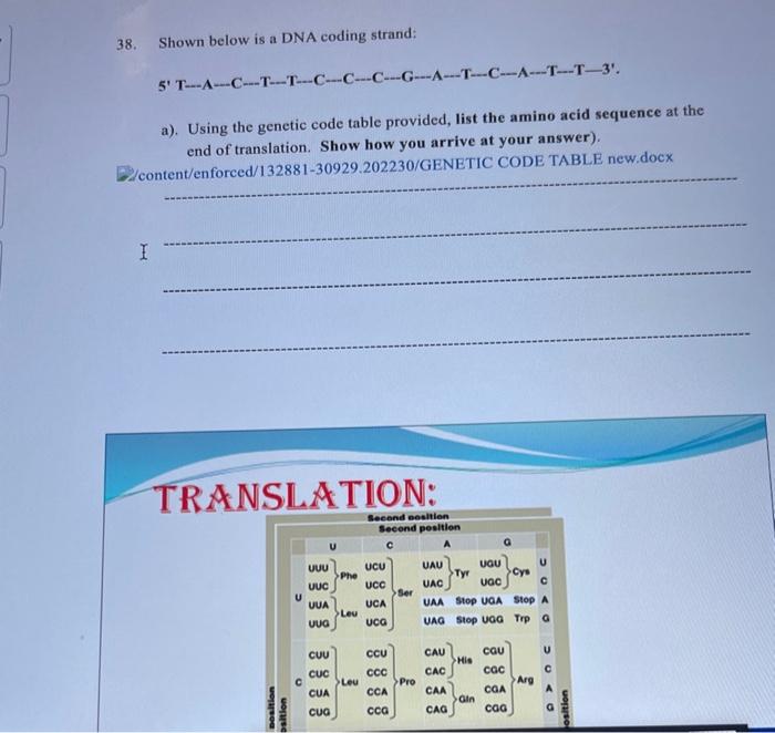 Solved 38. Shown below is a DNA coding strand: 5' | Chegg.com