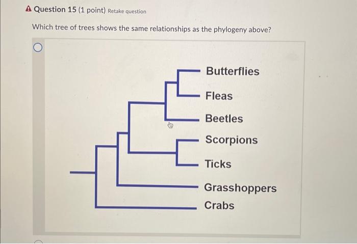 Solved Use the phylogeny below to answer the questions in | Chegg.com