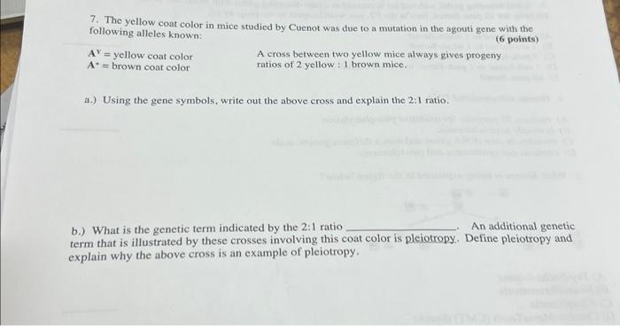Solved 7. The yellow coat color in mice studied by Cuenot | Chegg.com