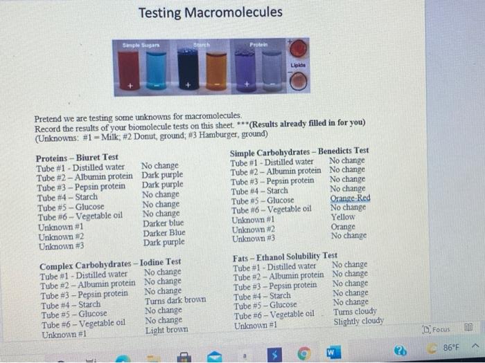 Solved Testing Macromolecules Sample Protein Lipide Pretend | Chegg.com
