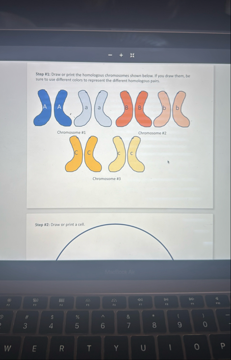 Solved Step #1: Draw or print the homologous chromosomes | Chegg.com