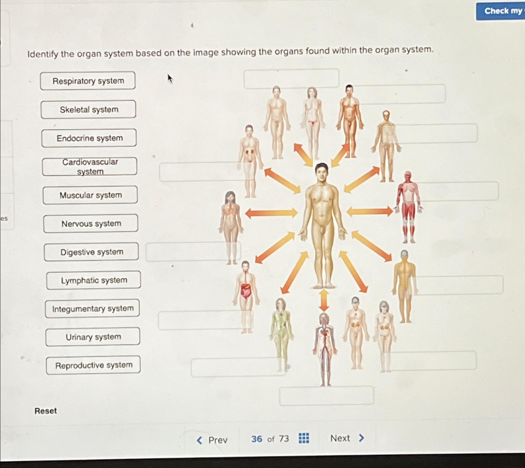 Solved Identify the organ system based on the image showing | Chegg.com