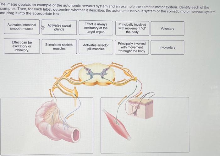 Solved he image depicts an example of the autonomic nervous | Chegg.com Solved he image depicts an example of the autonomic nervous | Chegg.com