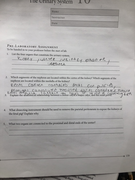 The Urinary System 10 Name Instructor Date | Chegg.com