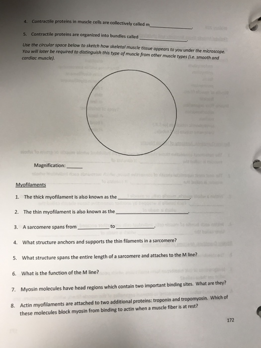 Solved 4. Contractile proteins in muscle cells are | Chegg.com