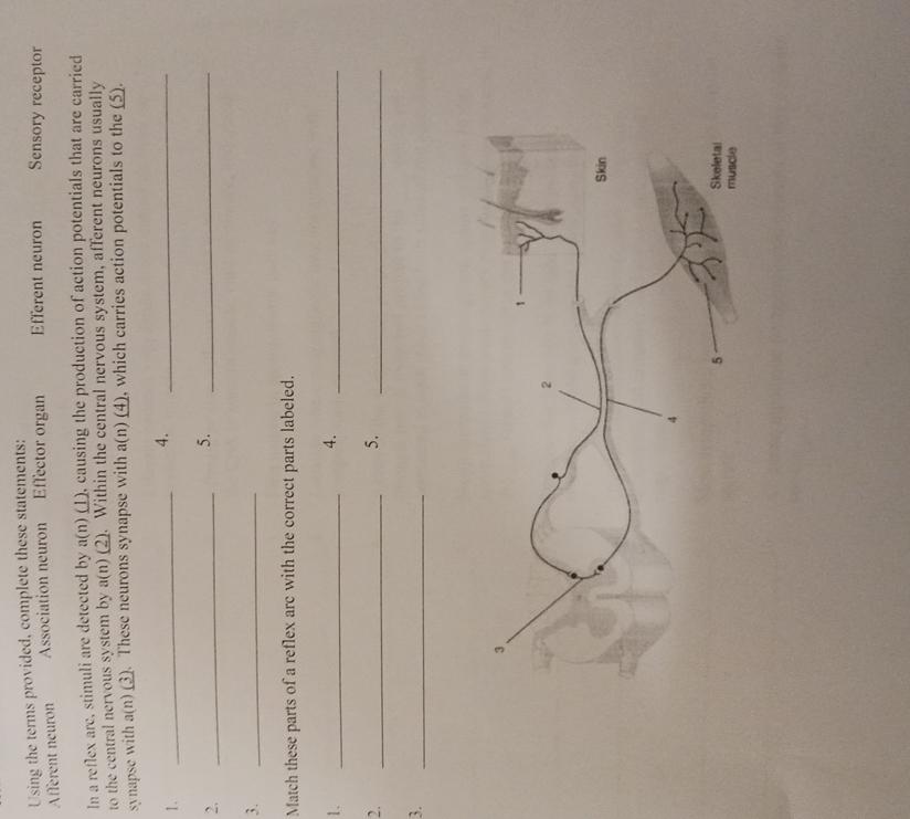 Solved Using the terms provided, complete these | Chegg.com