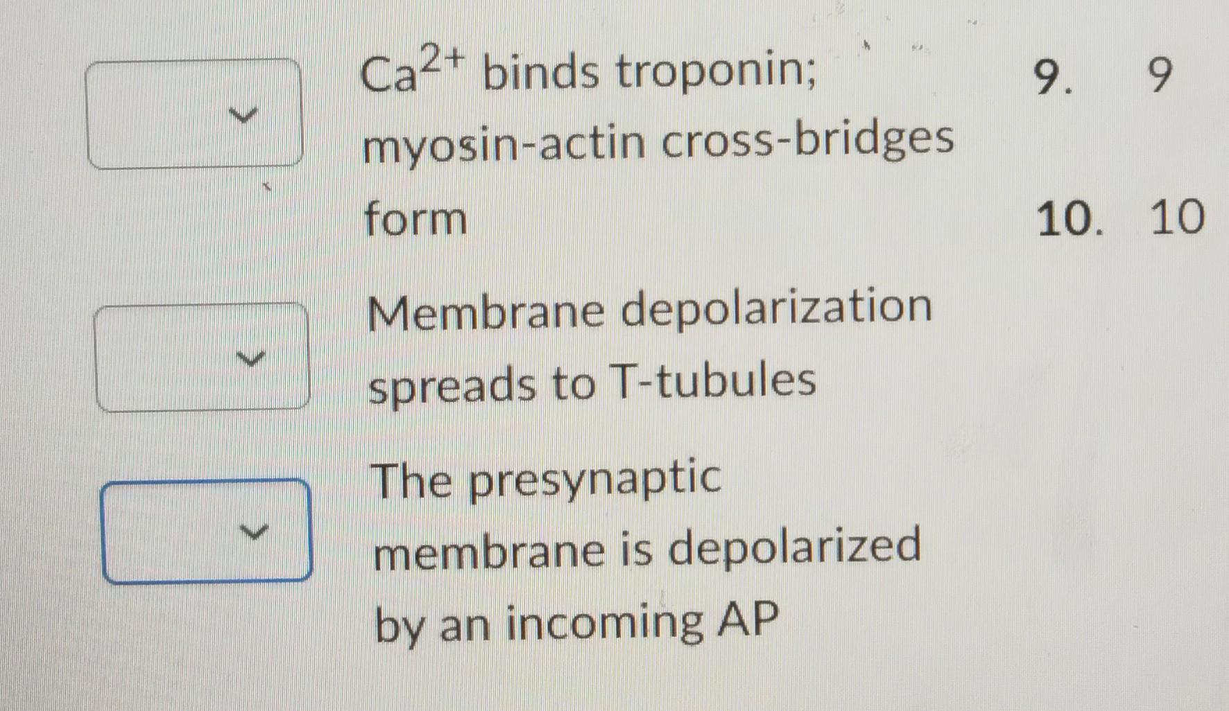 Solved 7Ca2+ binds troponin; myosin-actin cross-bridges form | Chegg.com