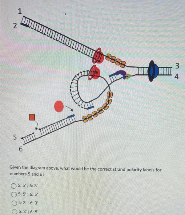 Solved Given the diagram above, what would be the correct | Chegg.com