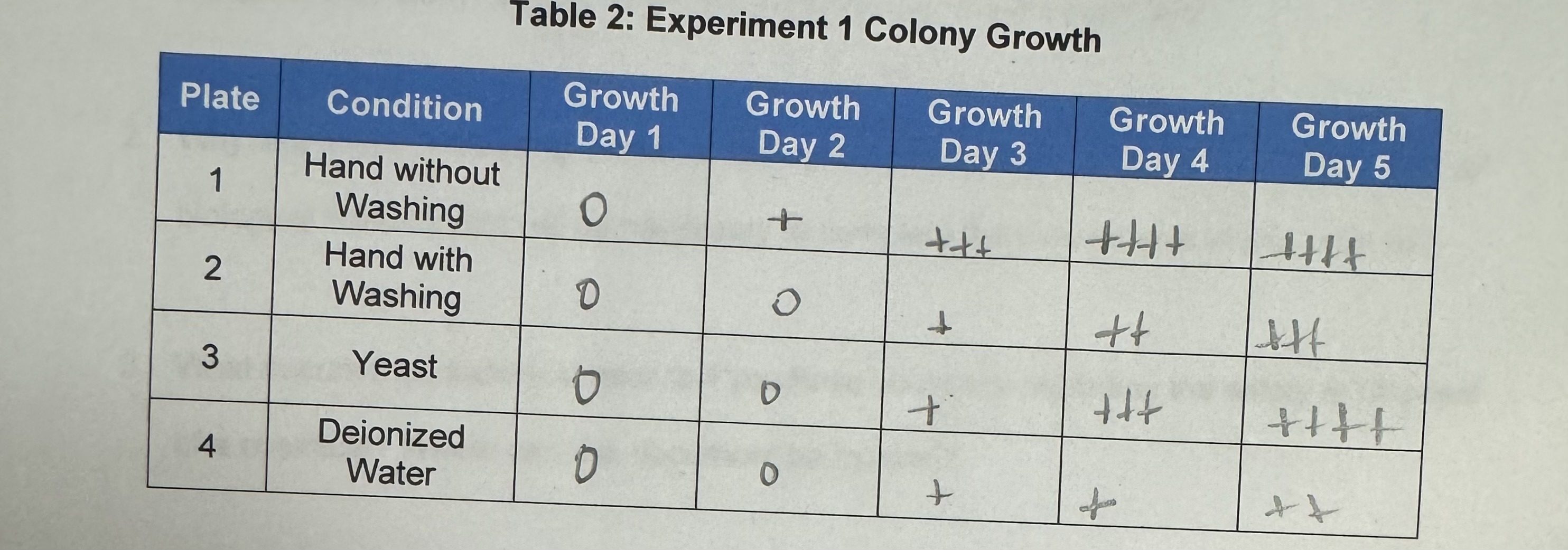 Solved Table 2: Experiment 1 ﻿Colony Growth. Can you plz | Chegg.com