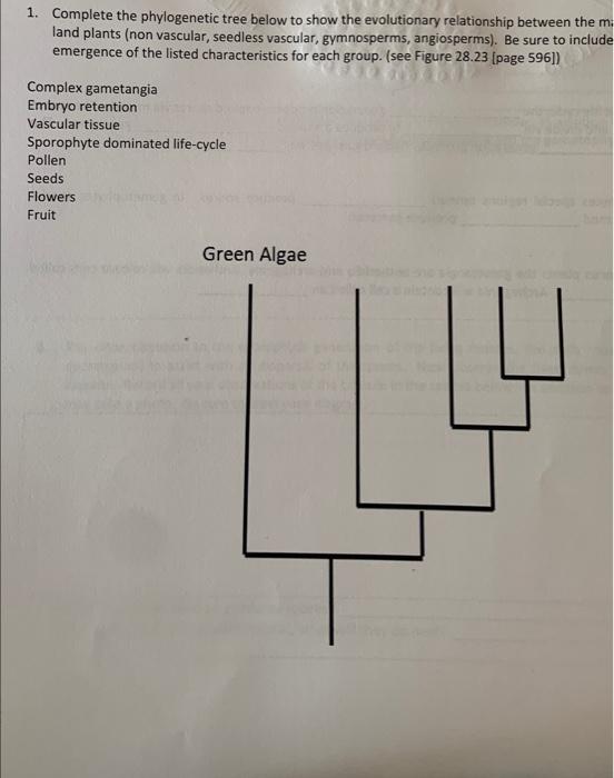Solved 1. Complete the phylogenetic tree below to show the | Chegg.com