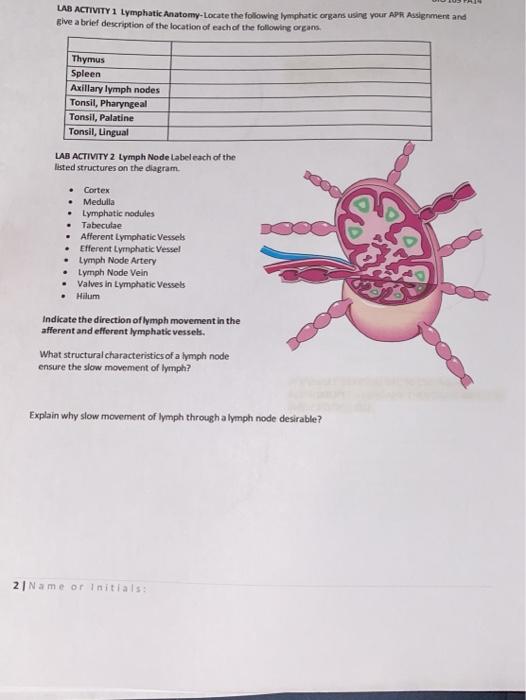 Solved LAB ACTIVITY 1 Lymphatic Anatomy-Locate the following | Chegg.com