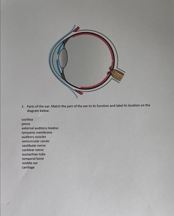 Solved Eye and Ear Worksheet 1. Parts of the eye: Match the | Chegg.com