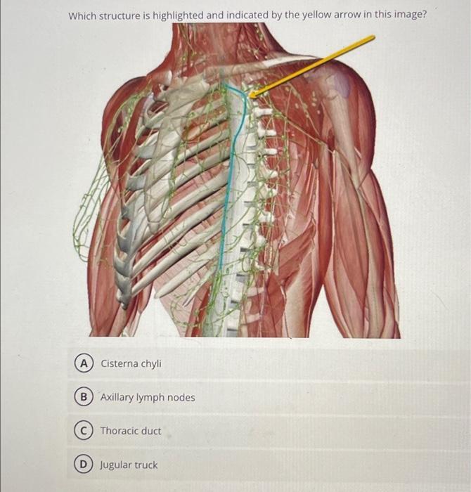 Solved Which structure is highlighted and indicated by the | Chegg.com