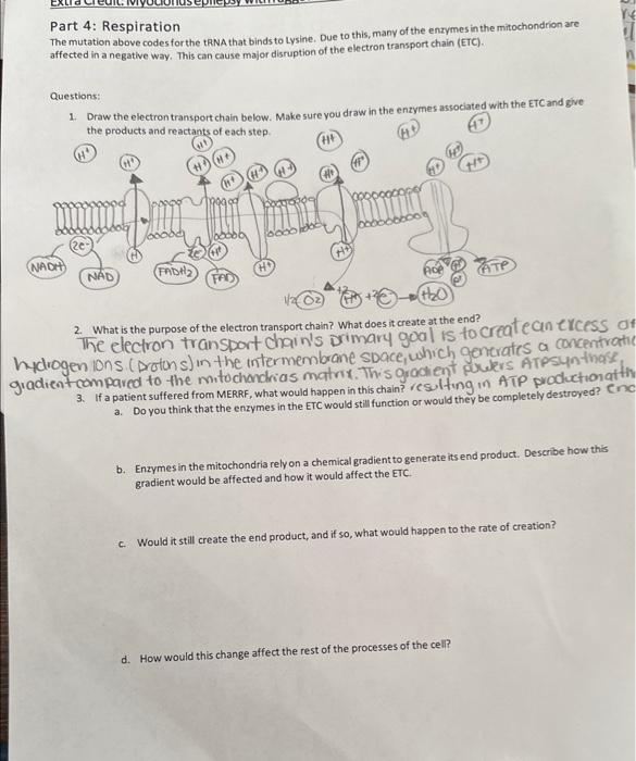 Solved Questions: 1. In the above MERRF Gene, circle the | Chegg.com