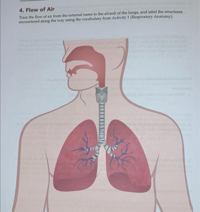 Solved 4. Flow of Air Trace the flow of air from the | Chegg.com