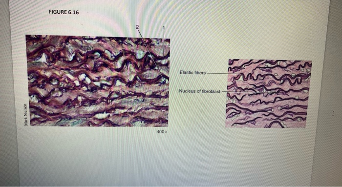 Solved lipid storage area nucleus of adipocyte 2 FIGURE 6.12 | Chegg.com