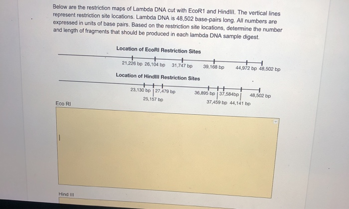 Solved Below are the restriction maps of Lambda DNA cut with | Chegg.com