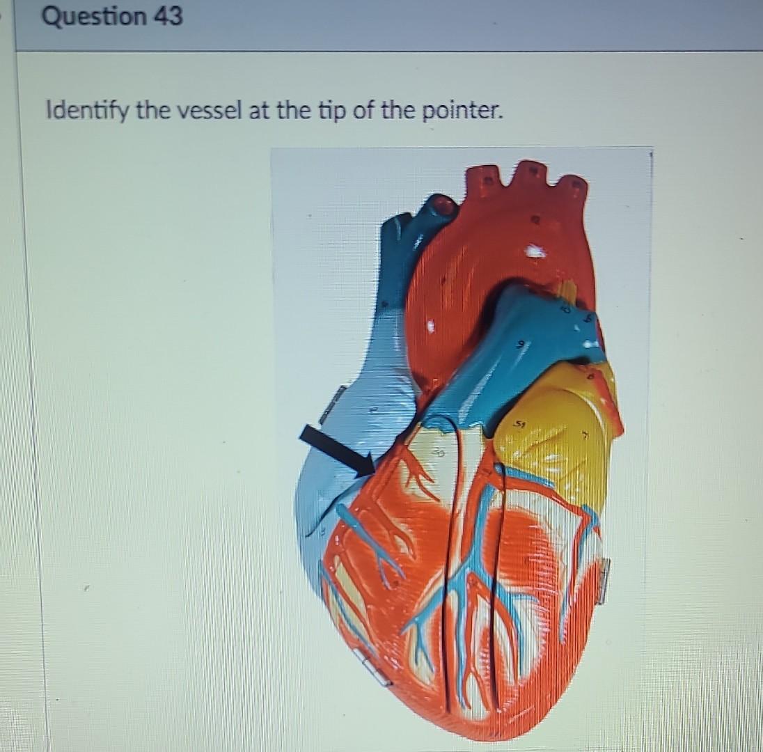 Solved Identify the vessel at the tip of the pointer. | Chegg.com