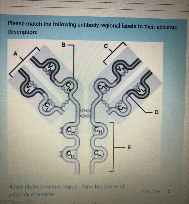 Solved Please match the following antibody regional labels | Chegg.com