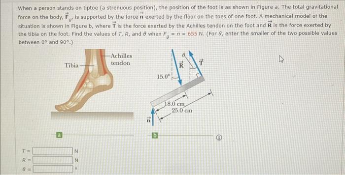 Solved When a person stands on tiptoe (a strenuous | Chegg.com