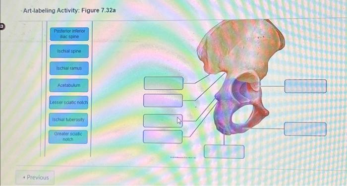Solved 13 Art-labeling Activity: Figure 7.32a