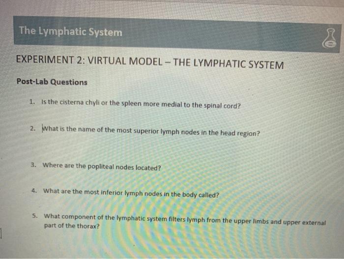 Solved The Lymphatic System EXPERIMENT 2: VIRTUAL MODEL - | Chegg.com