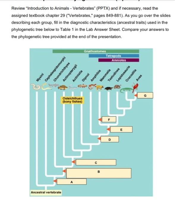 Solved Review "Introduction to Animals - Vertebrates" (PPTX) | Chegg.com