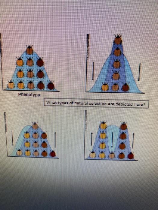 Solved Phenotype What types of natural selection are | Chegg.com