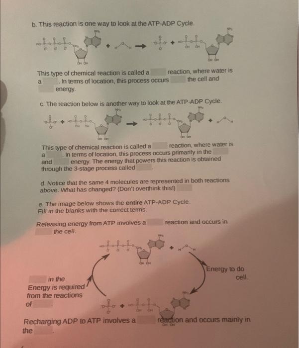 Solved b. This reaction is one way to look at the ATP-ADP | Chegg.com