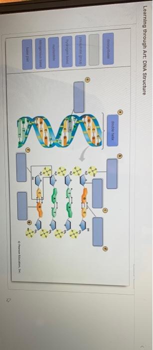 Solved Learning through Art: DNA Structure doute Tento nea | Chegg.com
