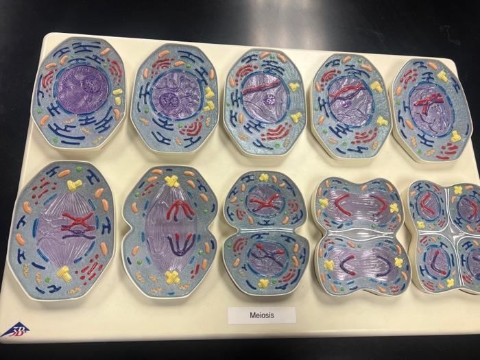 Solved plesde label. :)thank you | Chegg.com