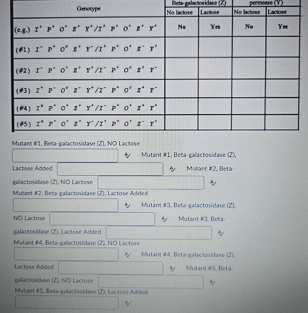 Solved Mutant #1, ﻿Beta-galactosidase (Z), ﻿NO | Chegg.com