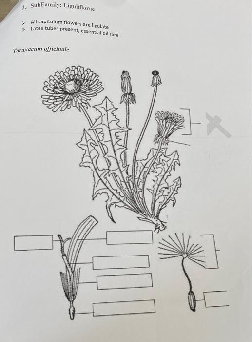 Solved 2. SubFamily: Liguliflorae All capitulum flowers are | Chegg.com