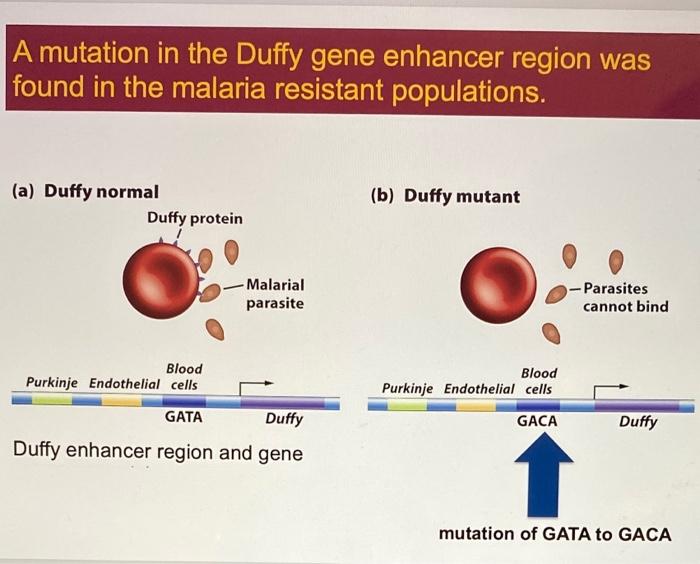 Malaria Resistance and the Duffy Antigen The Duffy | Chegg.com