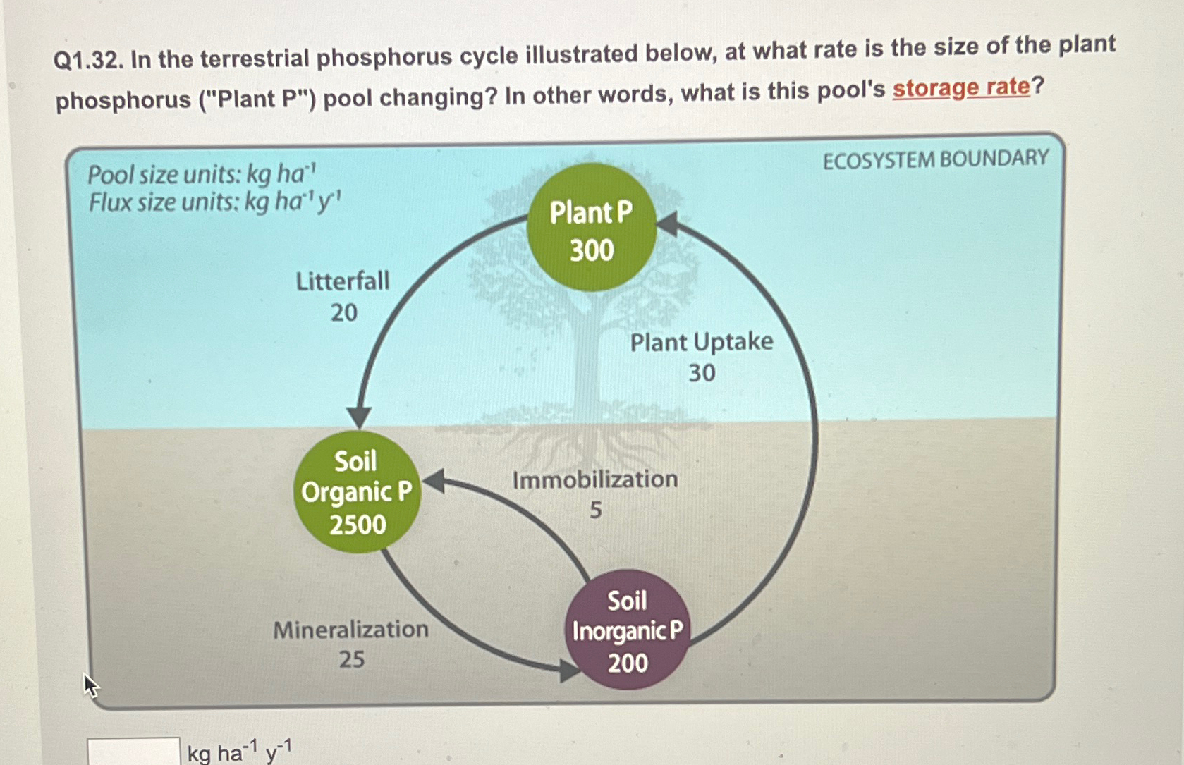 Solved Q1.32. ﻿In the terrestrial phosphorus cycle | Chegg.com