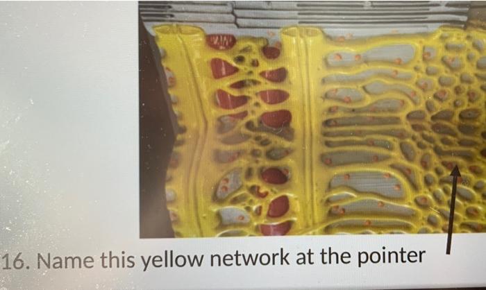 Solved WIND 16. Name this yellow network at the pointer | Chegg.com