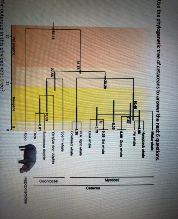Solved Scenario: Use the phylogenetic tree of cetaceans to | Chegg.com