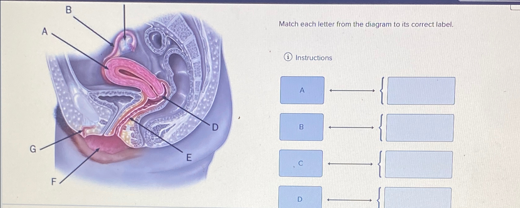 Solved Match each letter from the diagram to its correct | Chegg.com