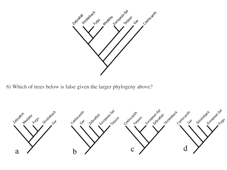 Solved Which of trees below is false given the larger | Chegg.com