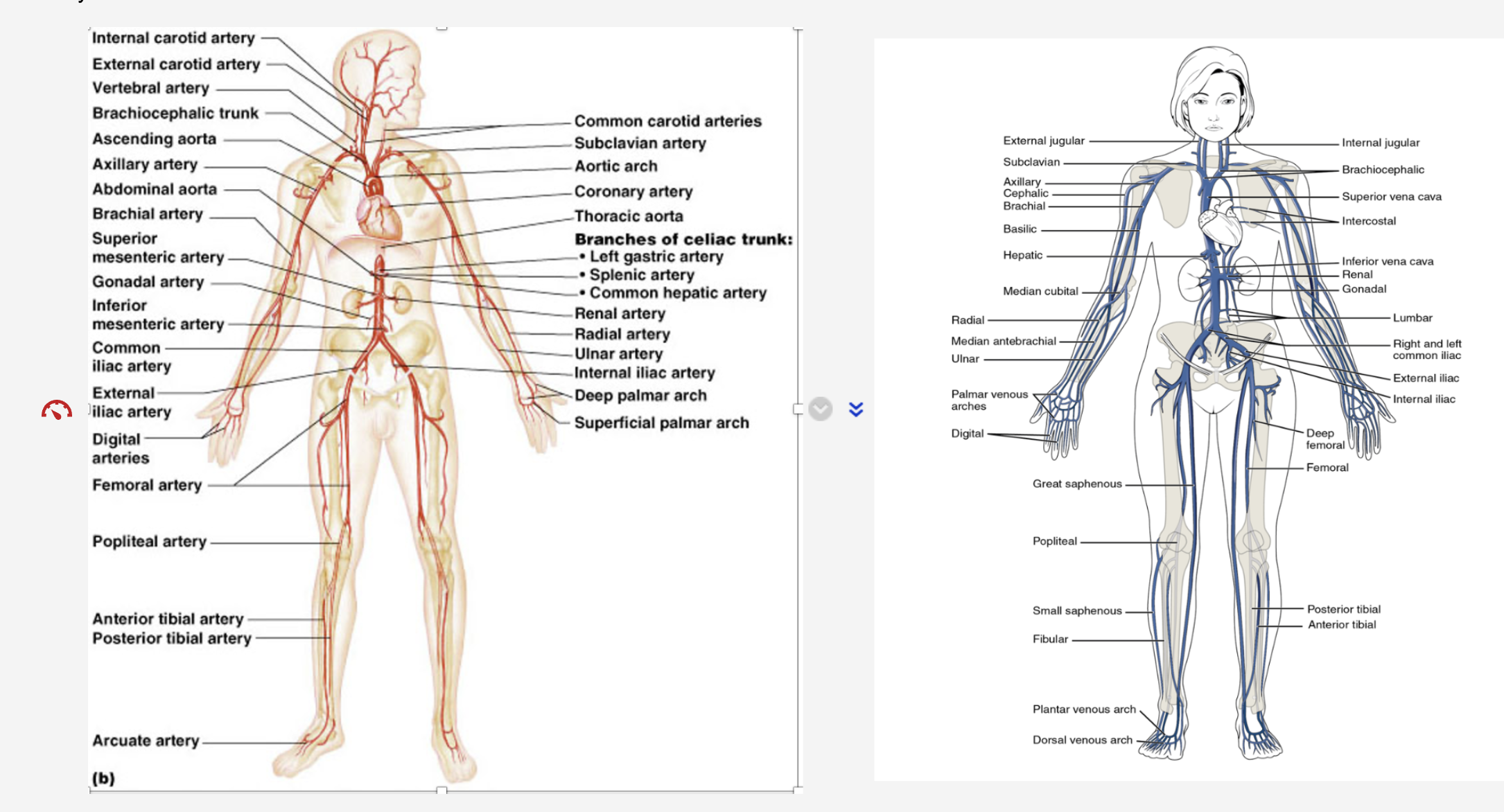 Solved Draw the following 2 ﻿diagrams clearly labeling the | Chegg.com