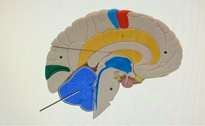 Solved Which structure is highlighted and indicated by the | Chegg.com