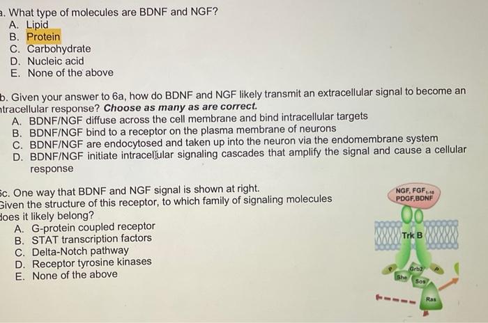 Solved What type of molecules are BDNF and NGF? A. Lipid B. | Chegg.com