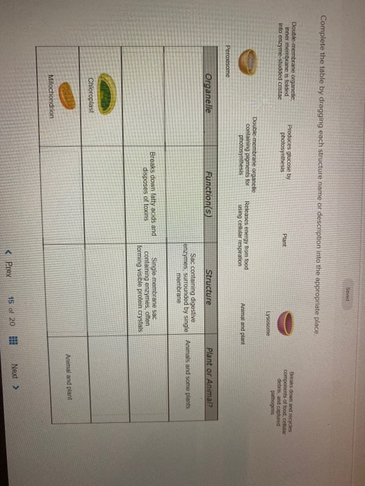 Solved Complete the table by dragging each structure name or | Chegg.com