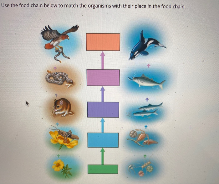 Solved Use the food chain below to match the organisms with | Chegg.com