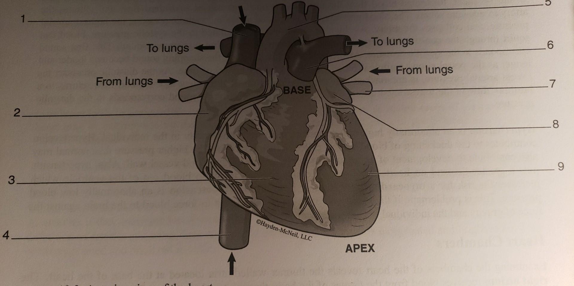 Solved Superior vena cava 1 2 Right atrium 3 Inferior vena | Chegg.com