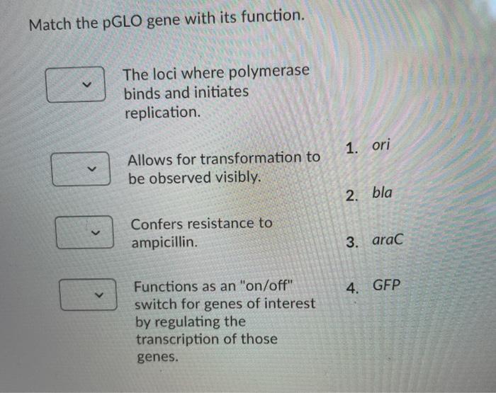 Solved Match the PGLO gene with its function. The loci where | Chegg.com