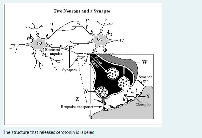 The structure that releases serotonin is labeled (Bio | Chegg.com