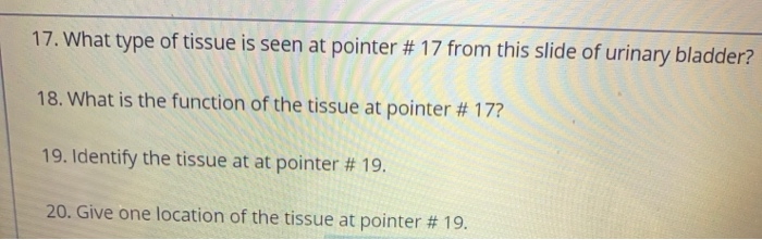 Solved 17. What type of tissue is seen at pointer # 17 from | Chegg.com