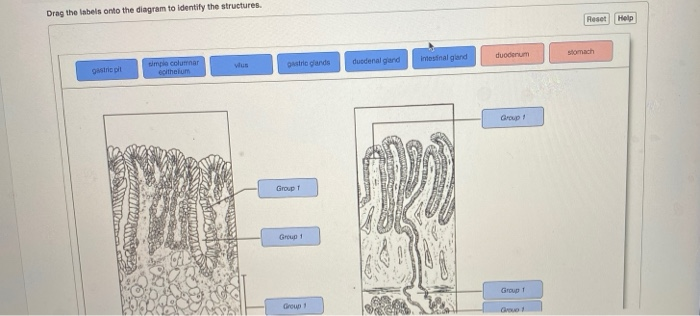 Solved Drag the labels onto the diagram to identify the | Chegg.com