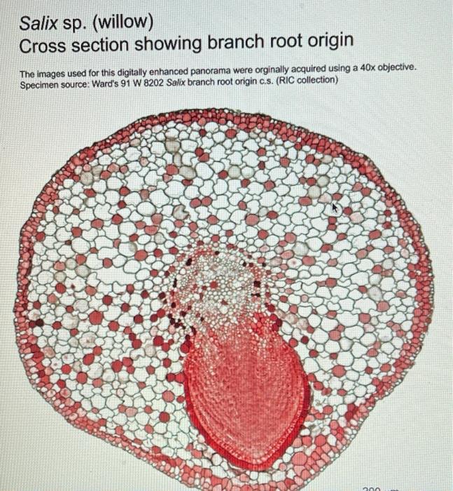 Solved Examine the image from a prepared slide of willow | Chegg.com